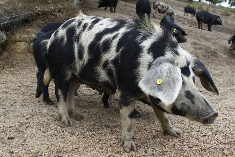 Il suino Sardo diventa Presidio Slow Food - Sardegna